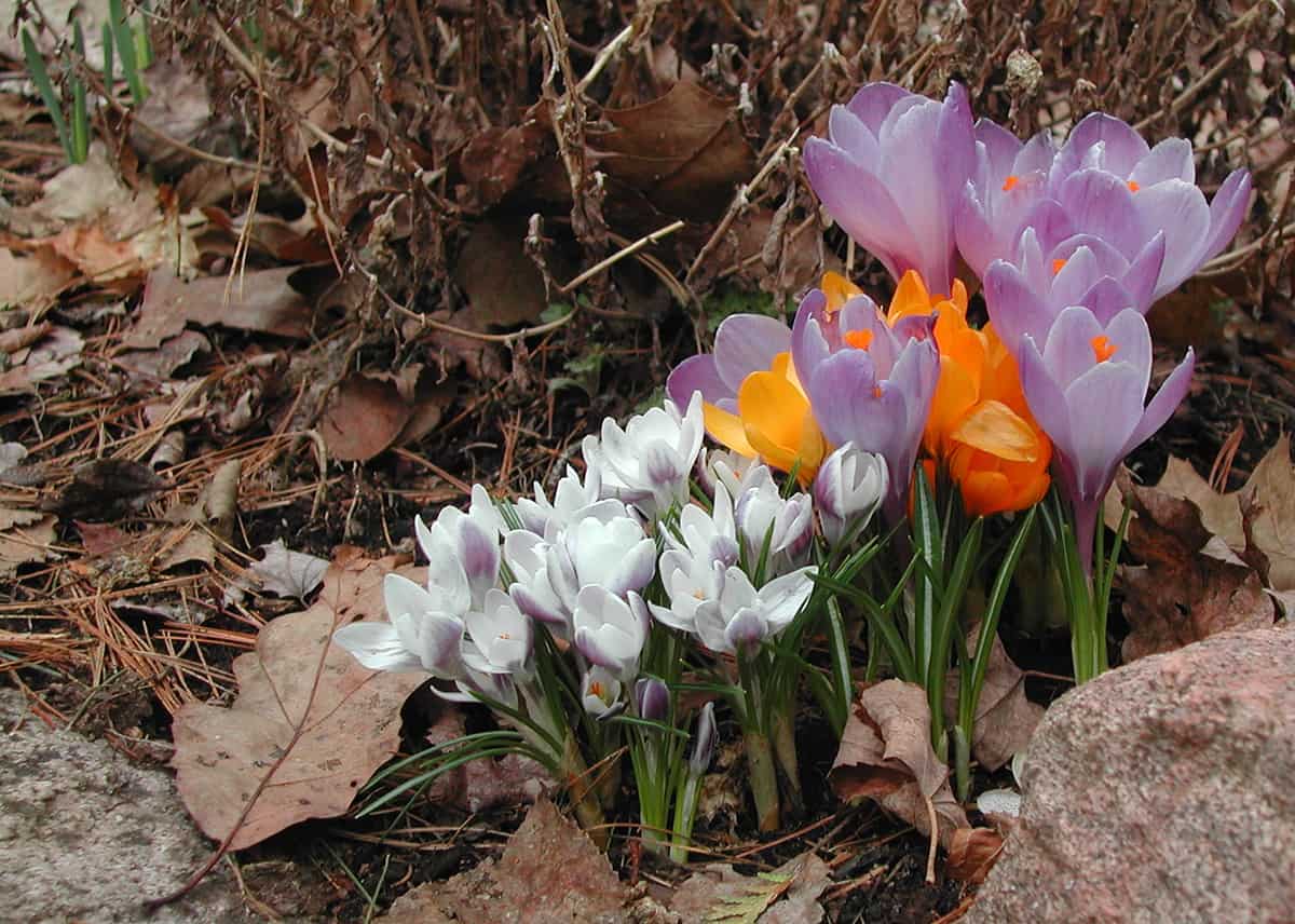 Crocus - Weekend at the Cottage